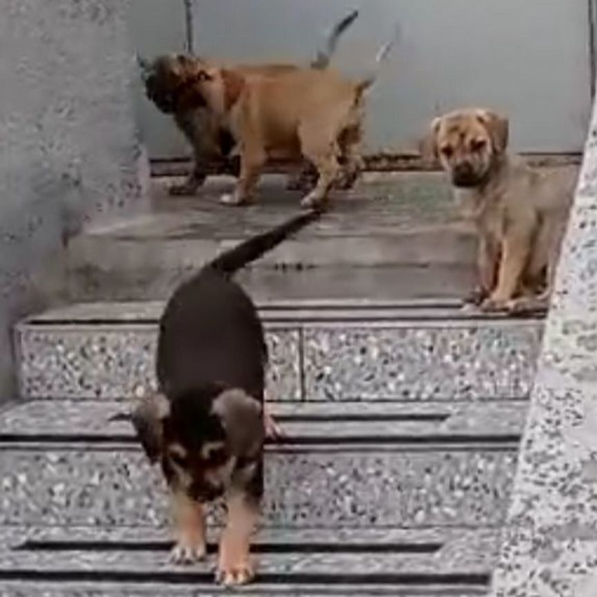 Верный друг и охранник