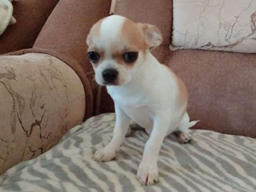 Чихуахуа, тойтерьеры, карликовые пинчеры Доставка