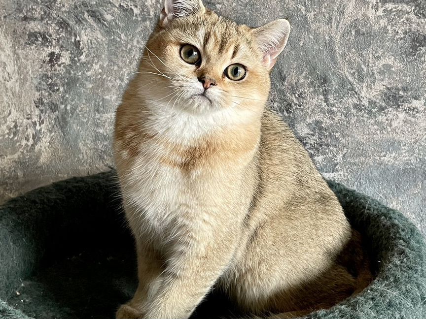 Британская золотая шиншилла