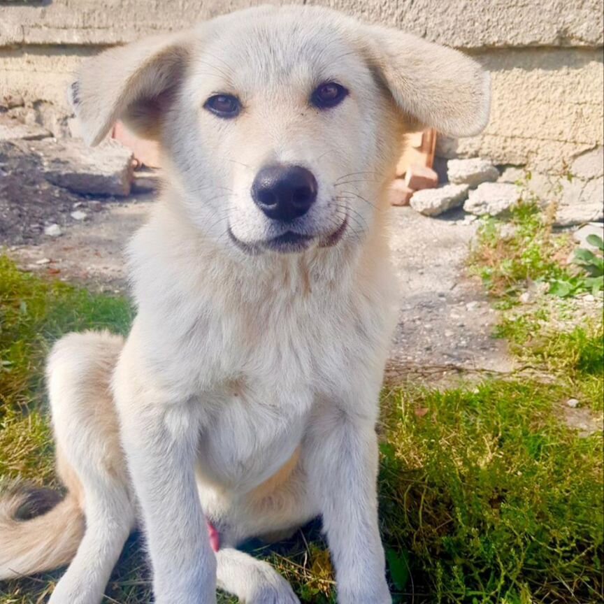 Метис акиту Пряник