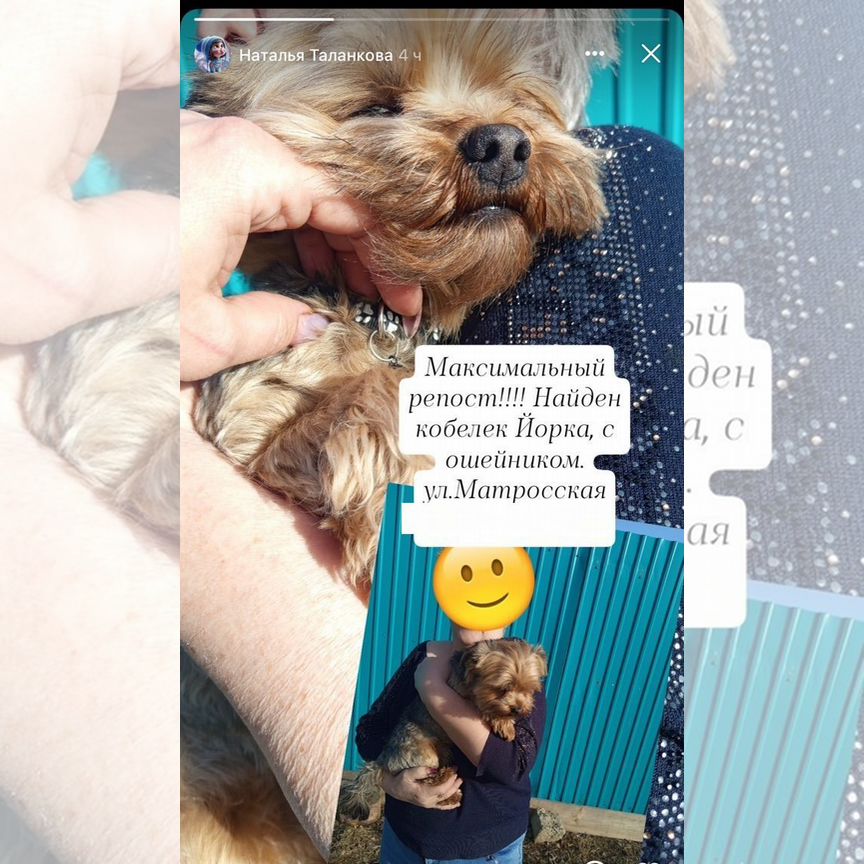 Йоркширский терьер, взрослый пёс