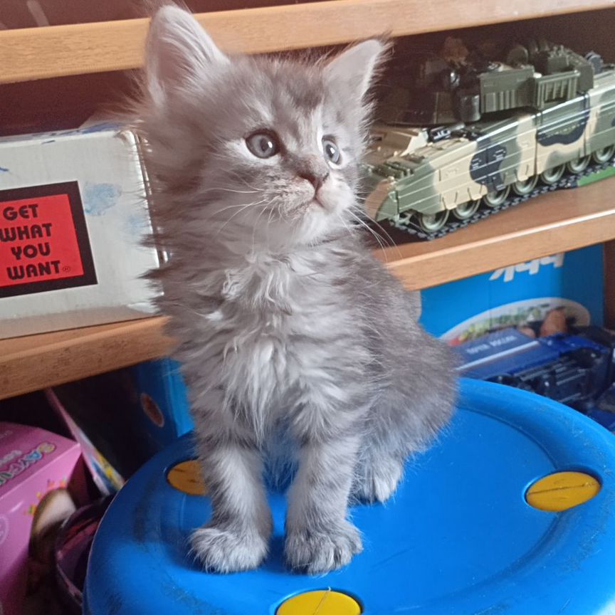 Мейн-кун котёнок