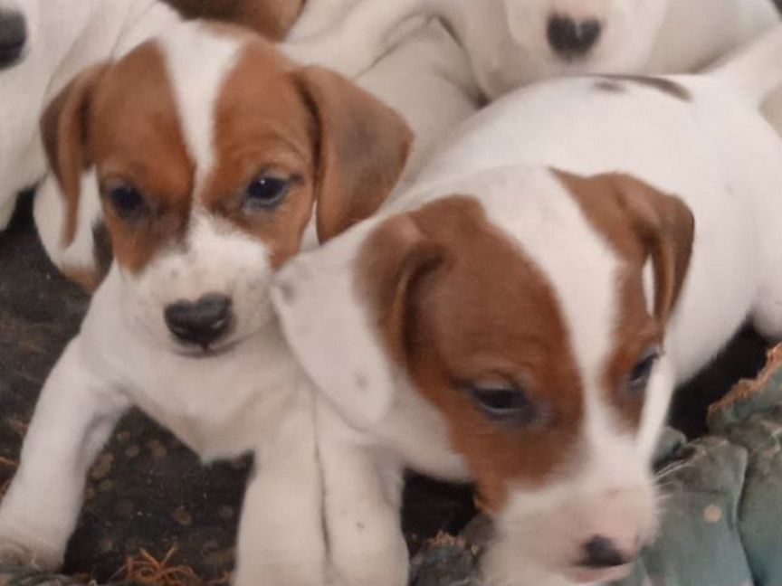 Щенки джек Рассел терьер