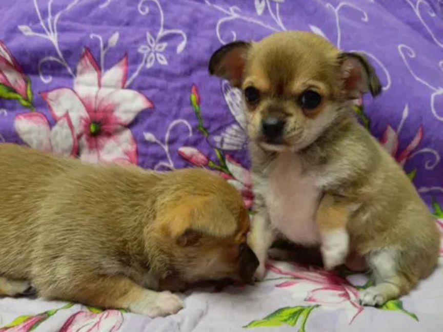 Чихуахуа щенки