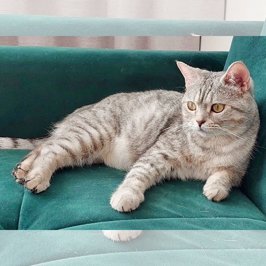 Шотландская прямоухая короткошёрстная, взрослая кошка