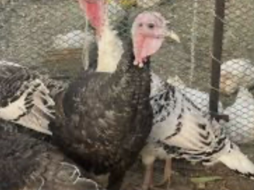 Семья Индюков