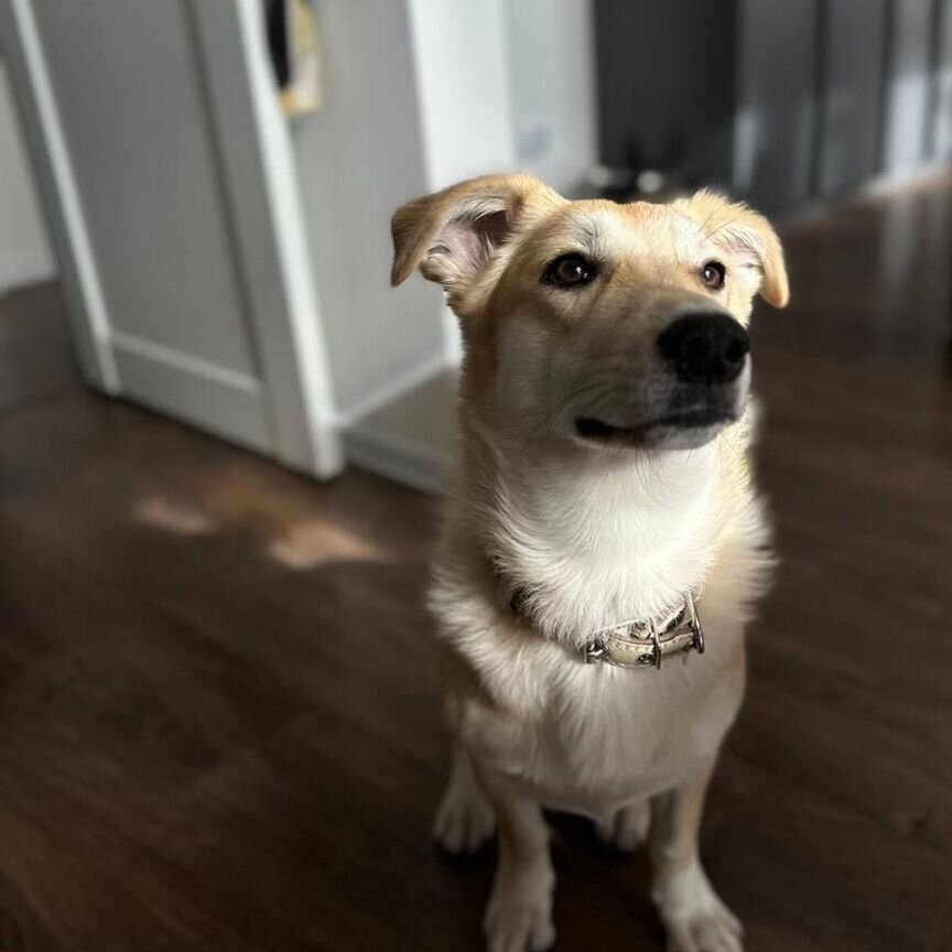 Собака в добрые руки