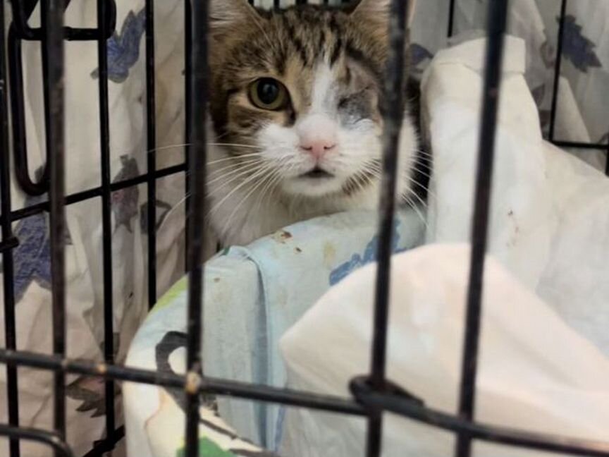 Несчастная киска