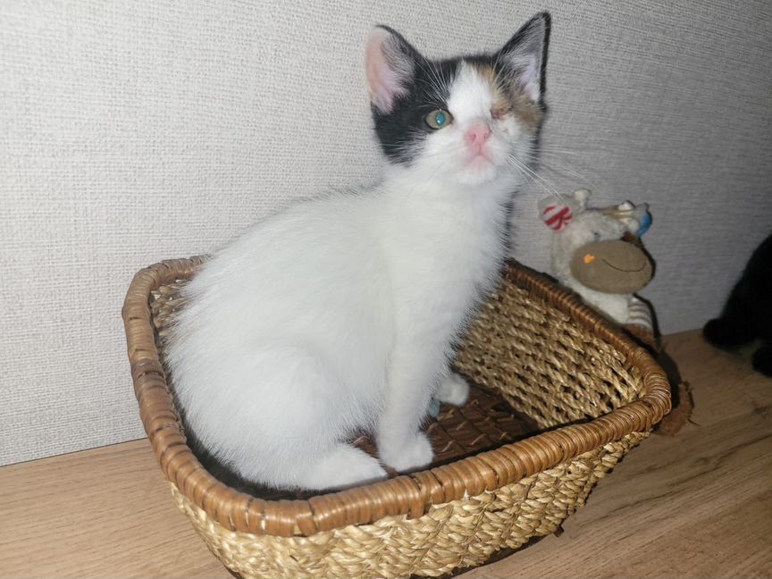 Котенок