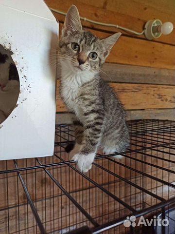 Котятки мальчишки ищут дом