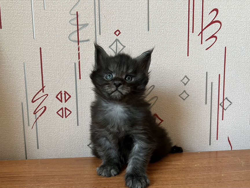 Мальчик Мейн-кун