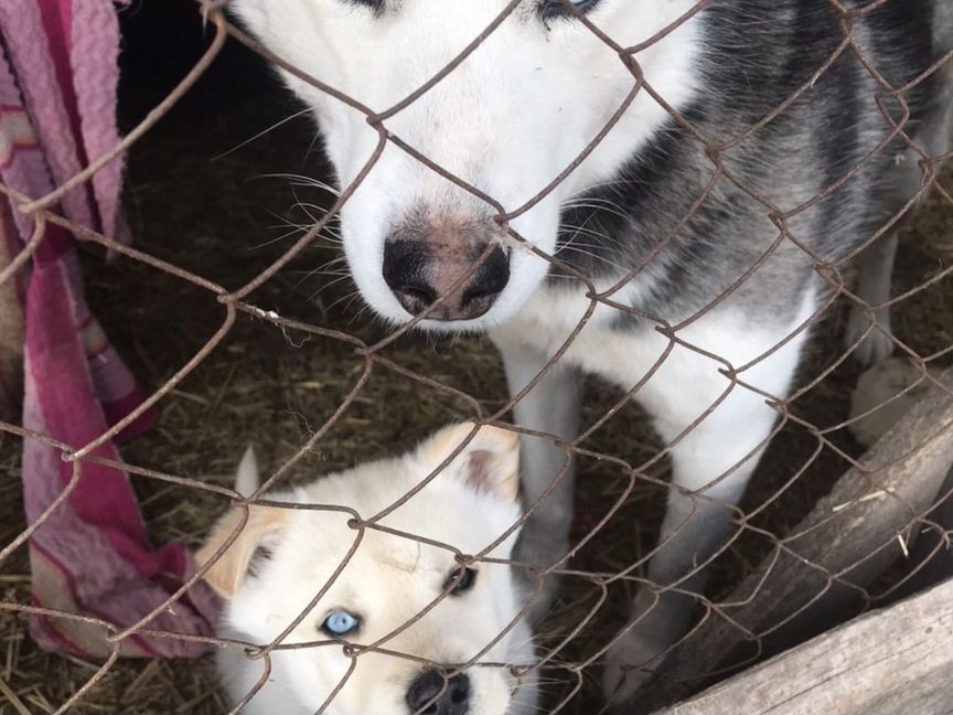 Щенки сибирской хаски