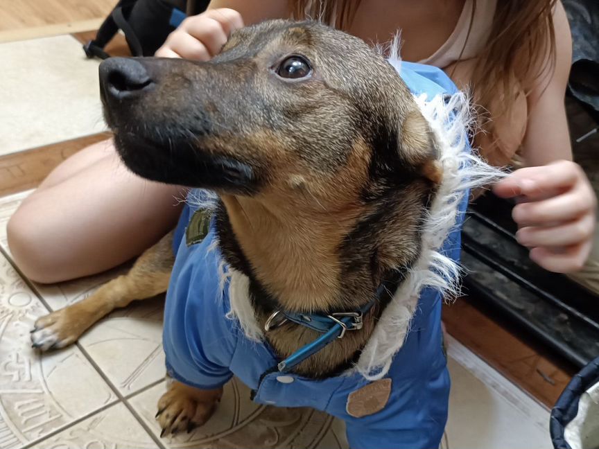 Собака пинчер + той терьер