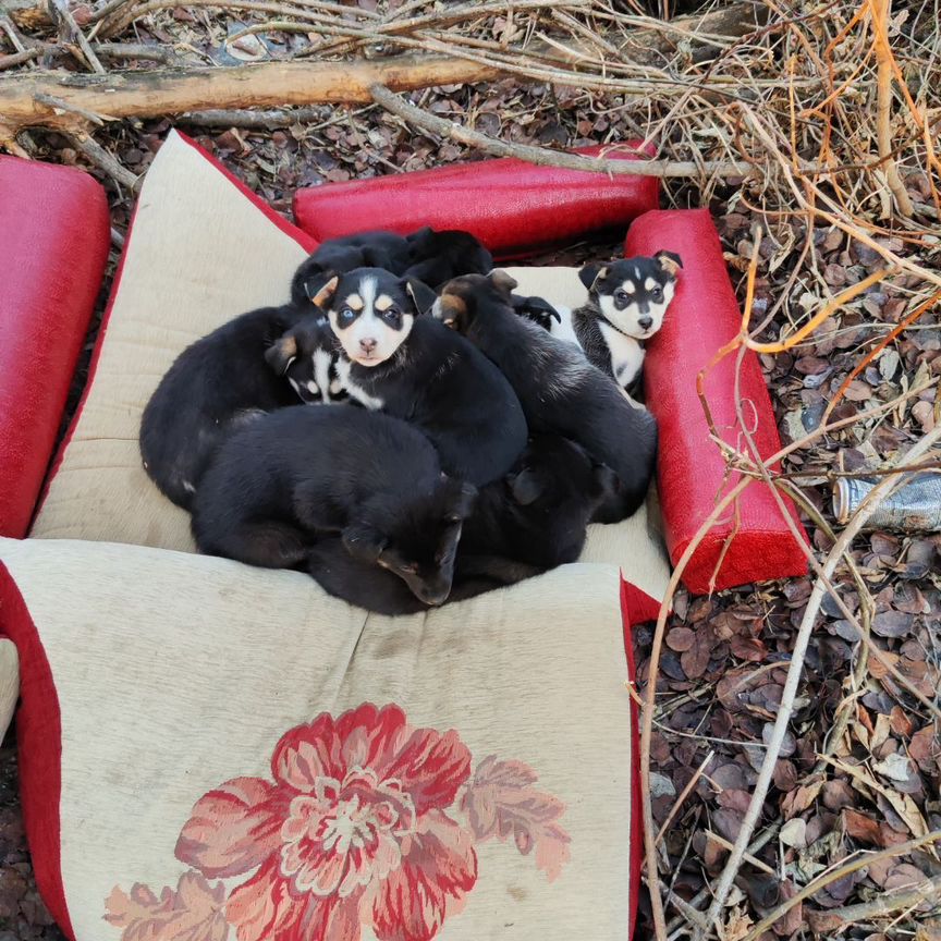 Собака в добрые руки щенок