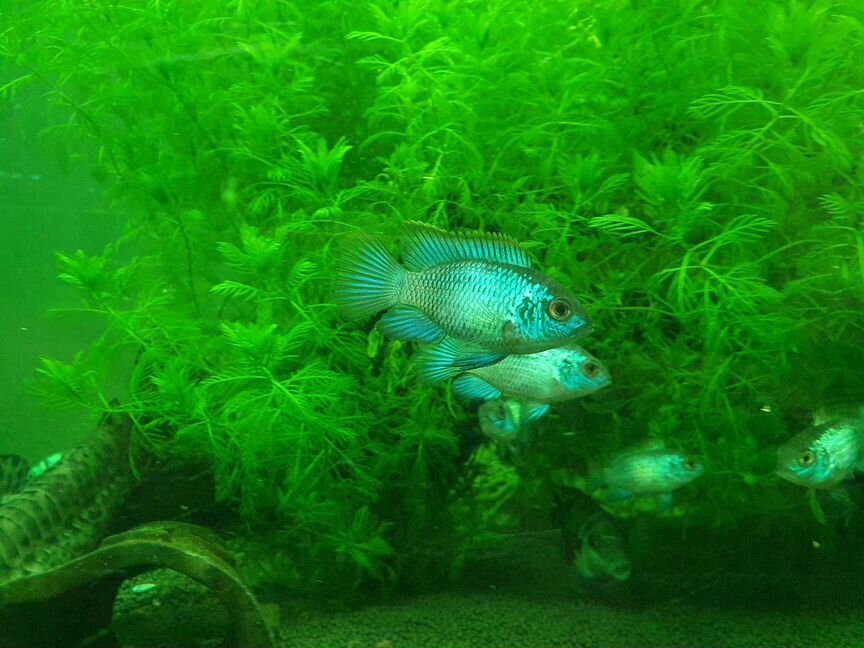 Нанокара рыба аквариумная