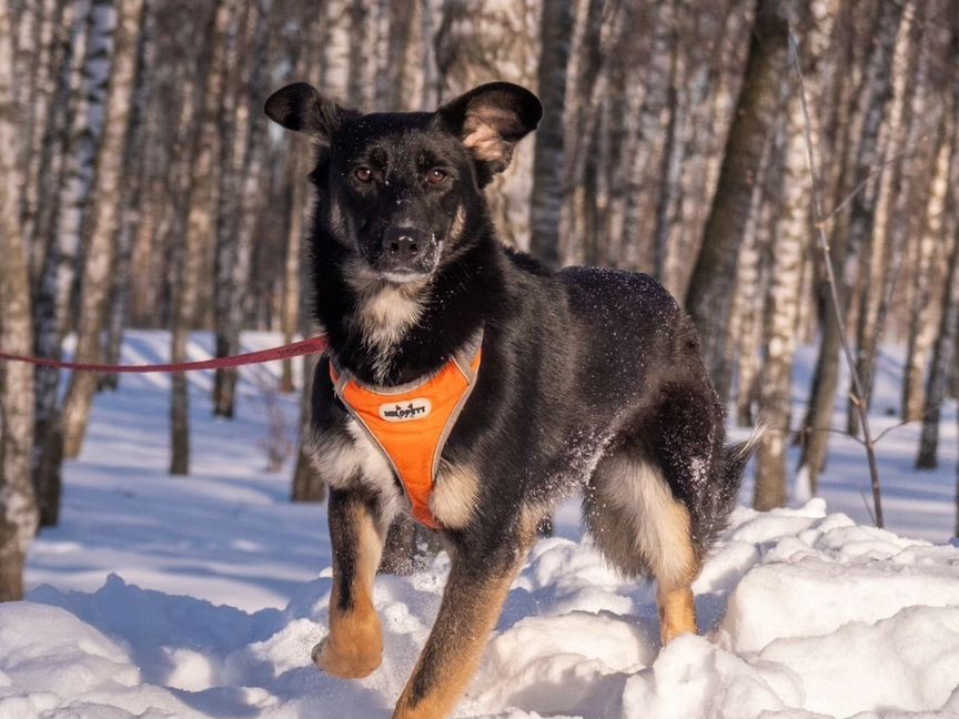 Шанель в добрые руки