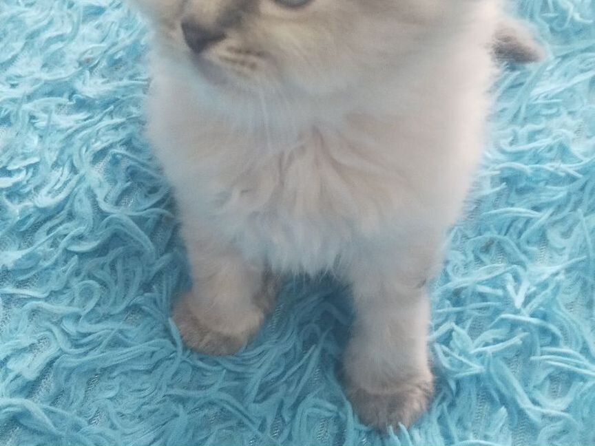 Кошка невская маскарадная котята