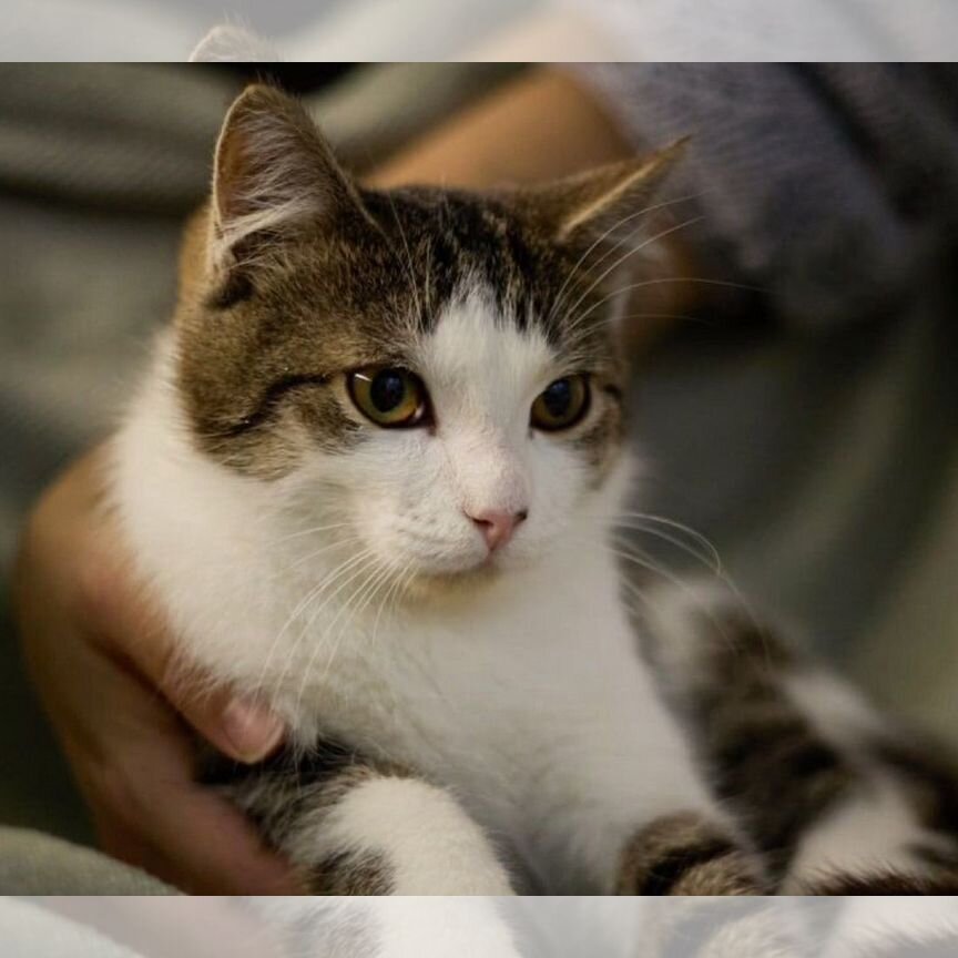 Котёнок в добрые руки