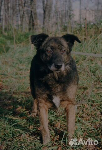 Заберите Баллин из клетки приюта