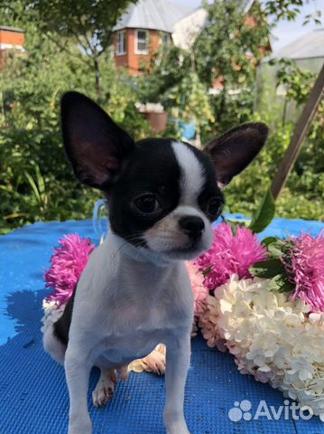 Чихуахуа мальчик 2,5 мес