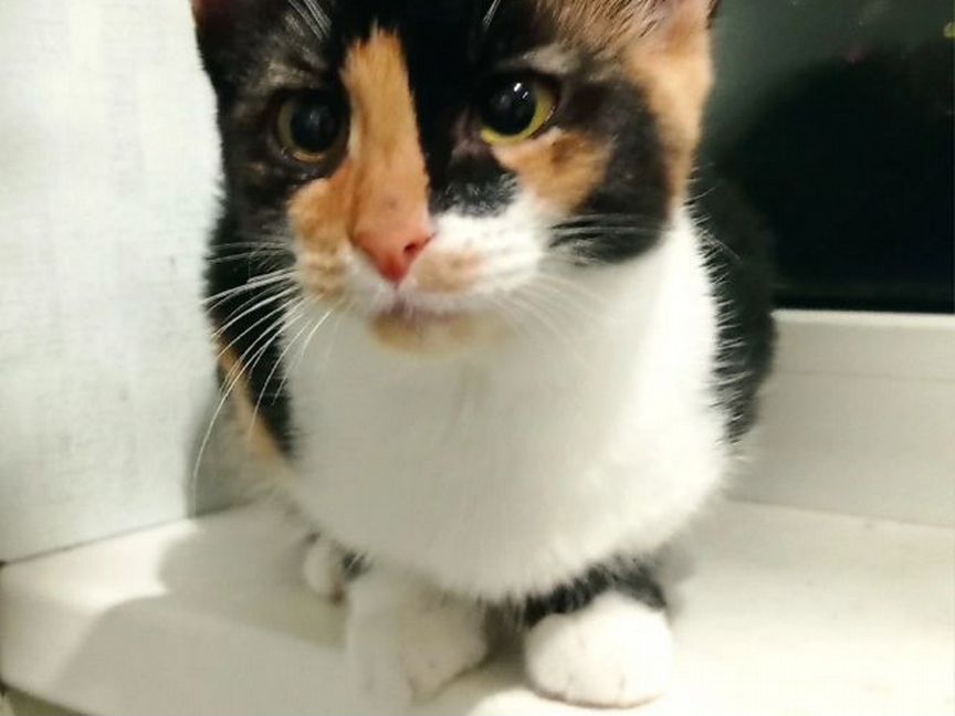 Кошечка 4,5 мес