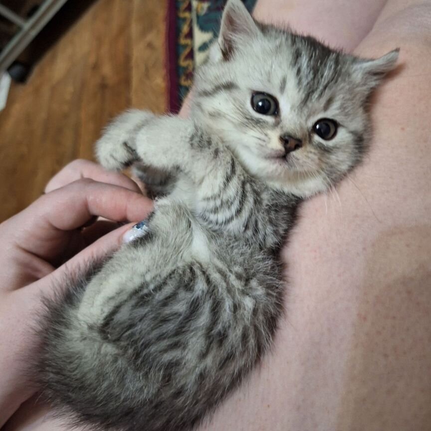 Шотландский прямоухий длинношёрстный котёнок