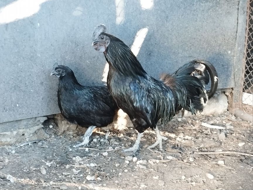 Аям цемани петух и курочка