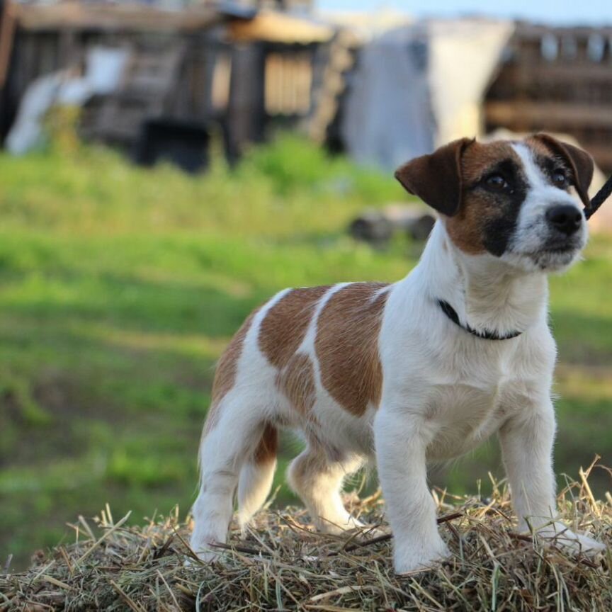 Джек рассел терьер
