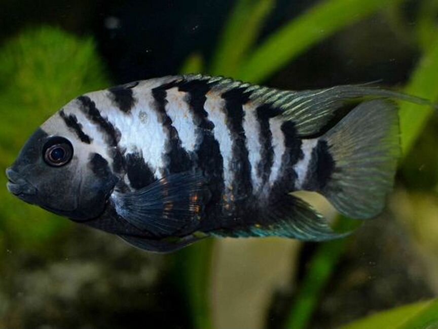 Цихлозома чернополосая