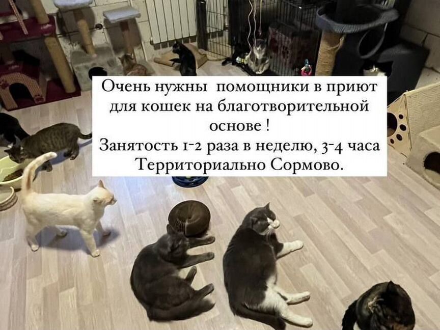 Котята, кошки, котики
