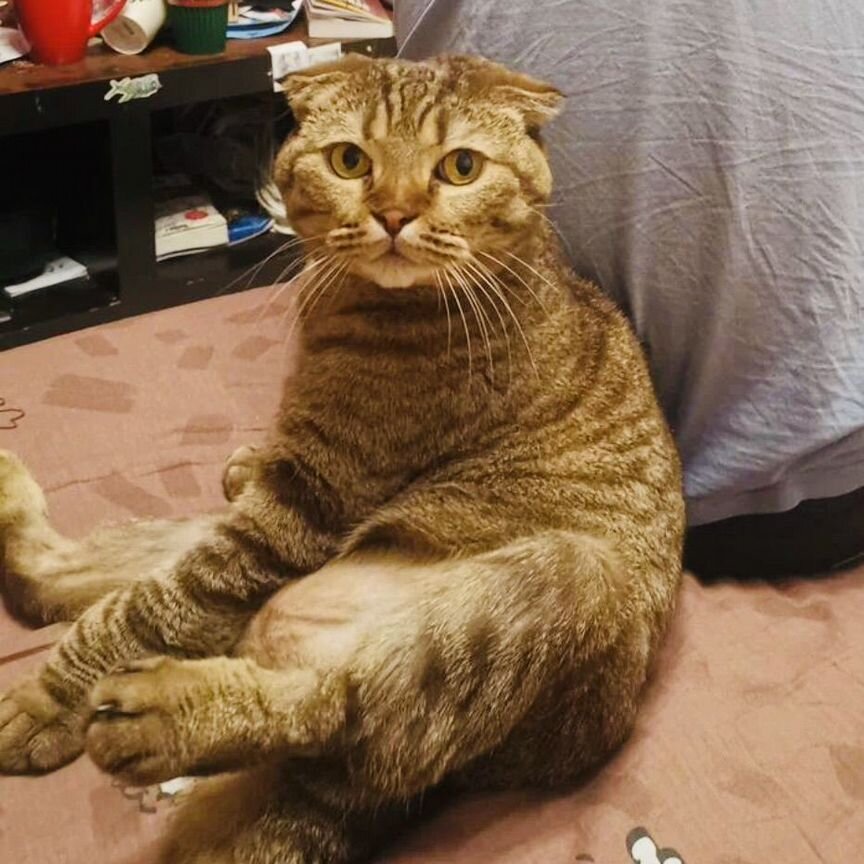 Шотландская вислоухая кошка бесплатно