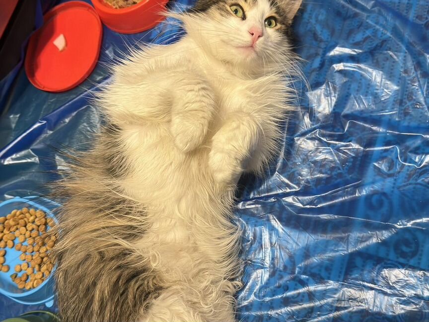 Котик Маркиз ищет семью
