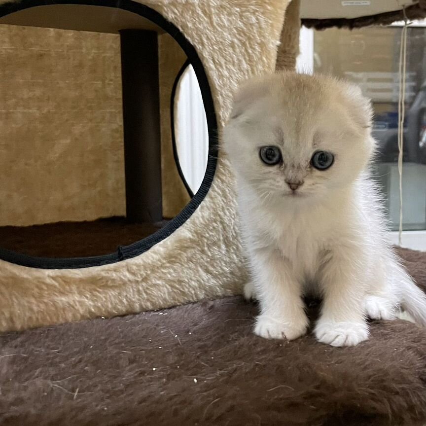 Шотландские котята