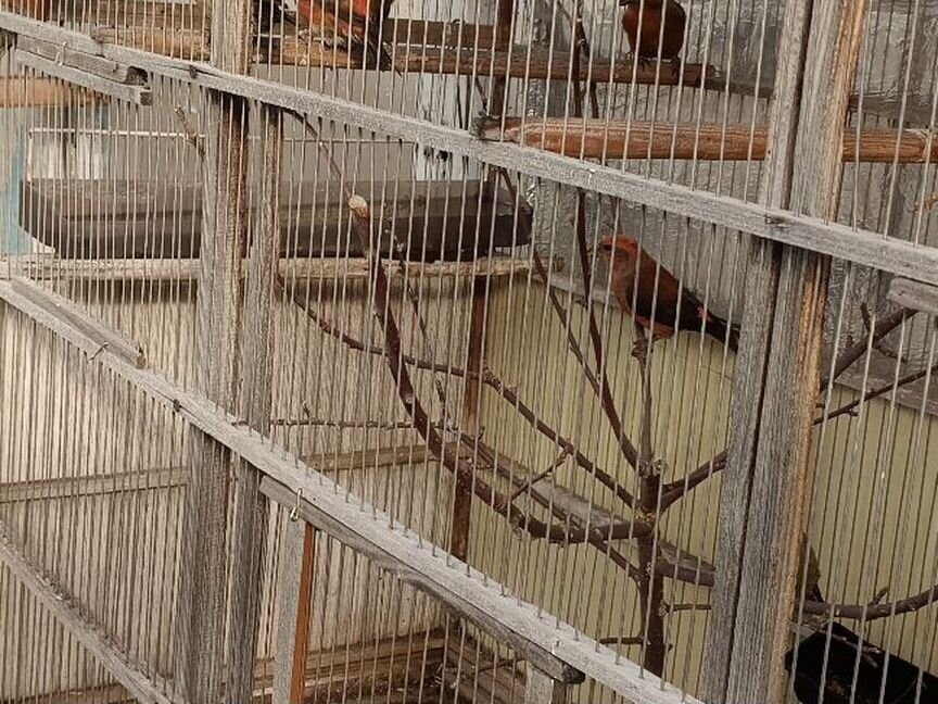 Певчие птицы