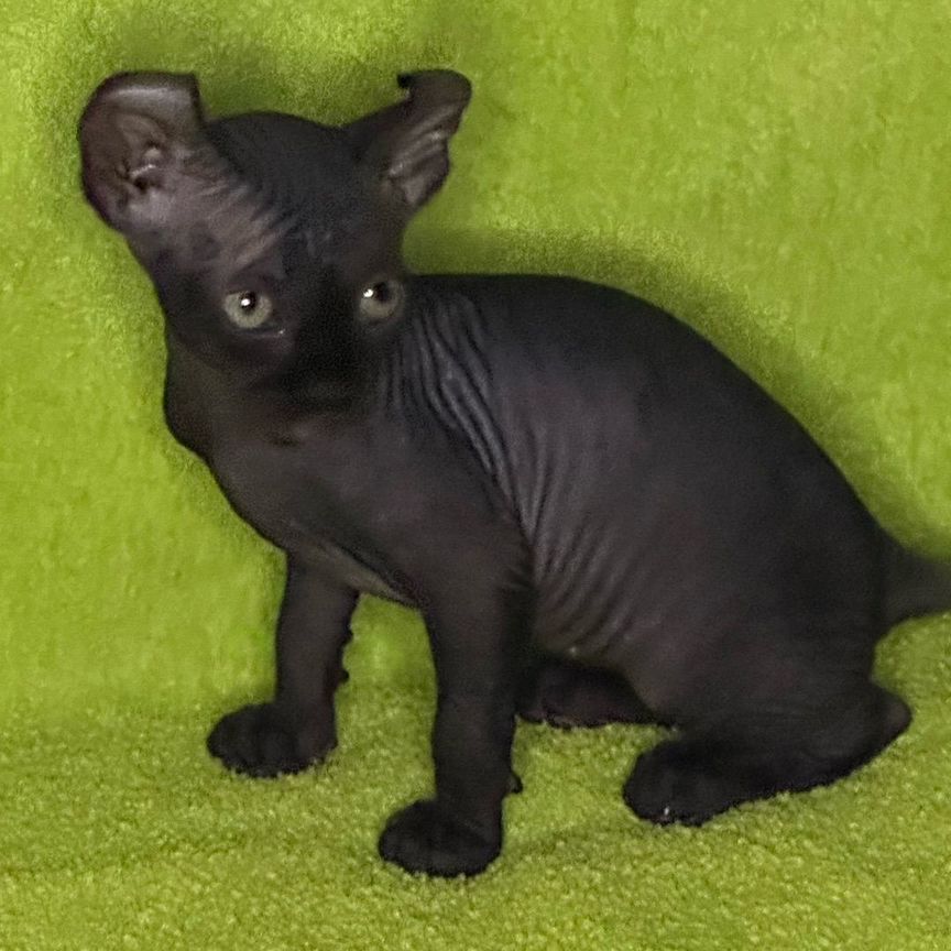 Канадский сфинкс котенок девочка