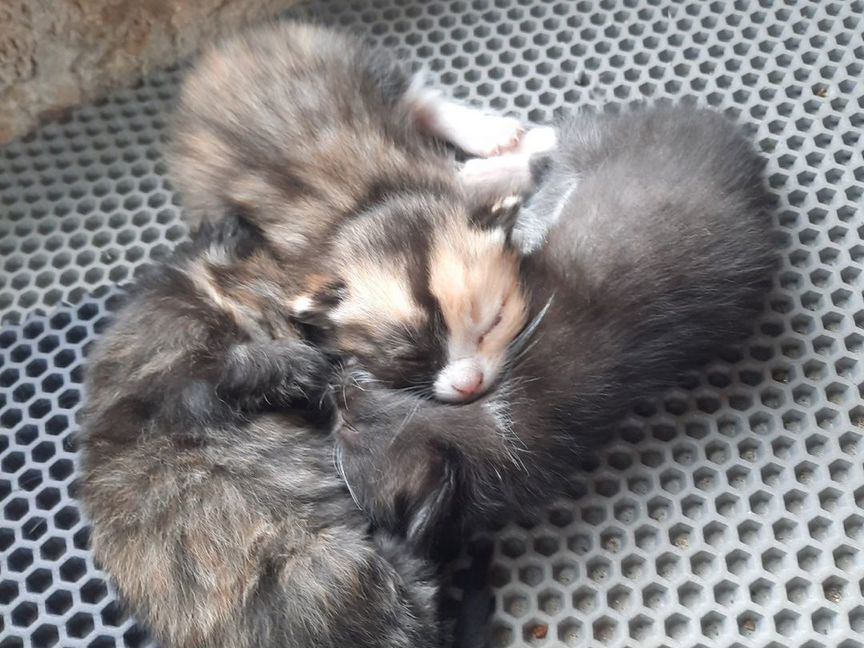 Отдам трех котят в добрые руки