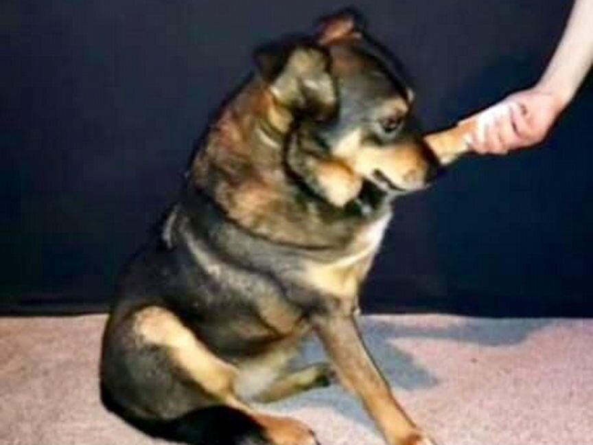 Необыкновенная собака Дося в добрые руки