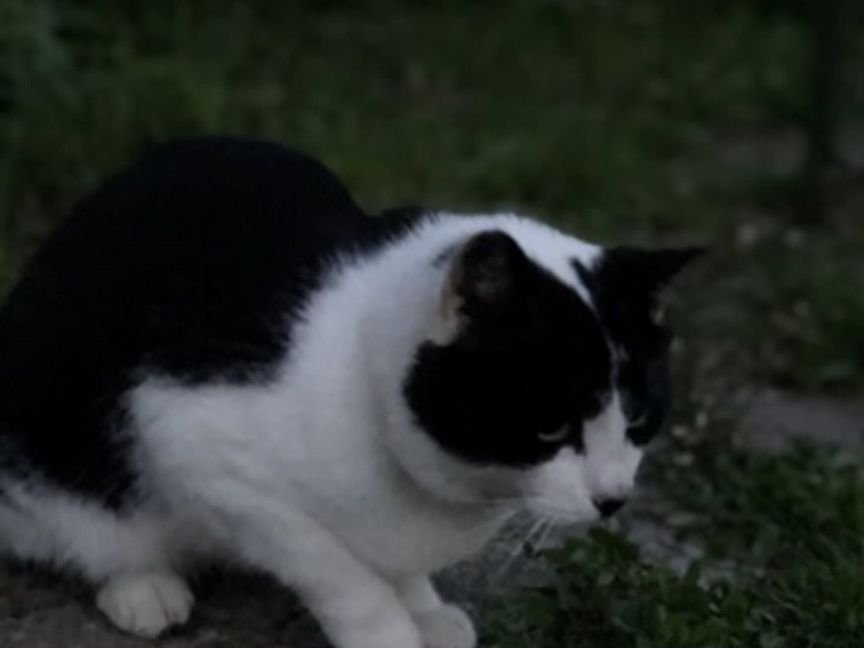 Котику холодно и плохо