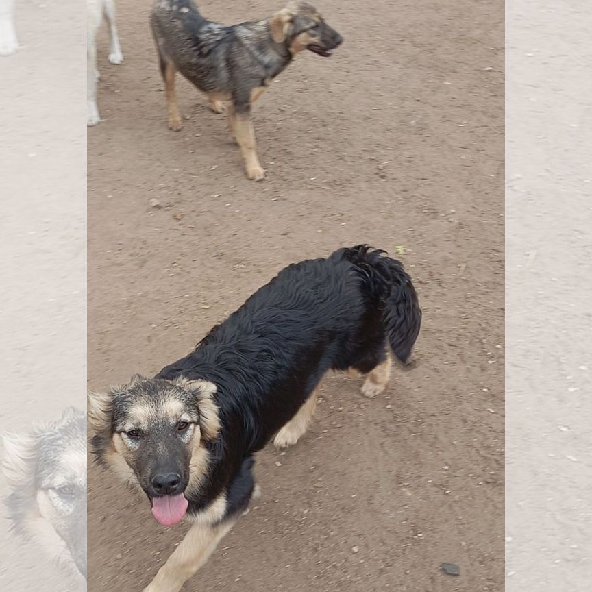 Собака в добрые руки