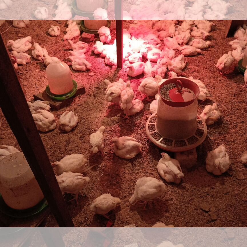 Цыплята бройлеры подрощенные