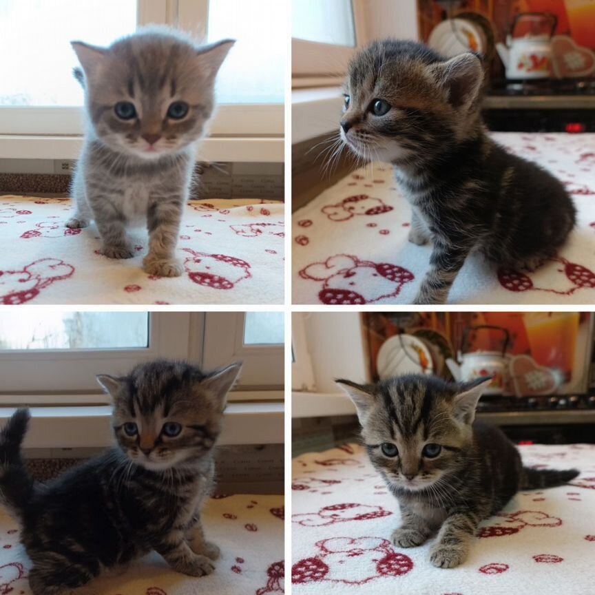 Шотландские котята