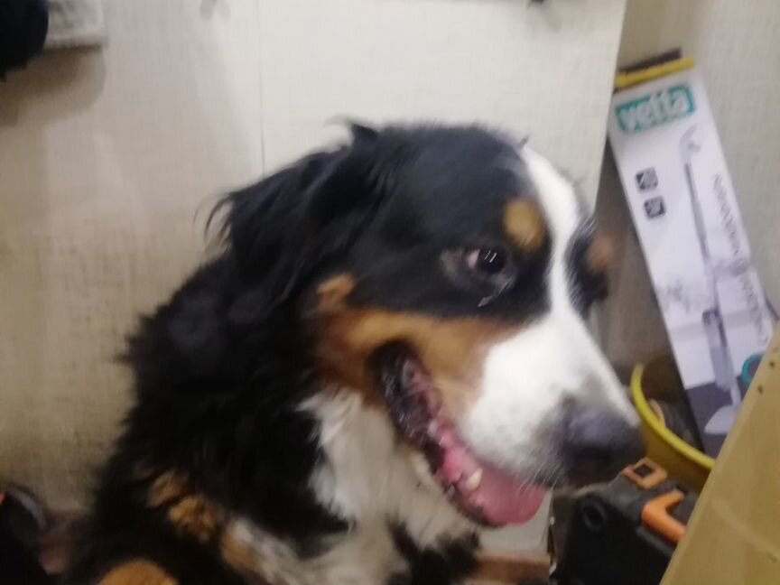 Отдам в очень хорошие руки