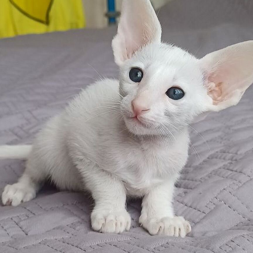 Ориентальный котёнок