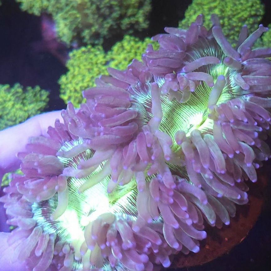 Живой морской коралл Каталафиллия (Catalaphyllia)