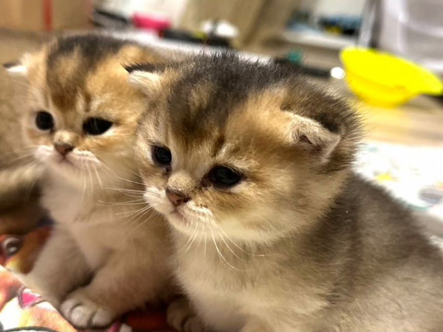 Британские котята золотая шиншилла