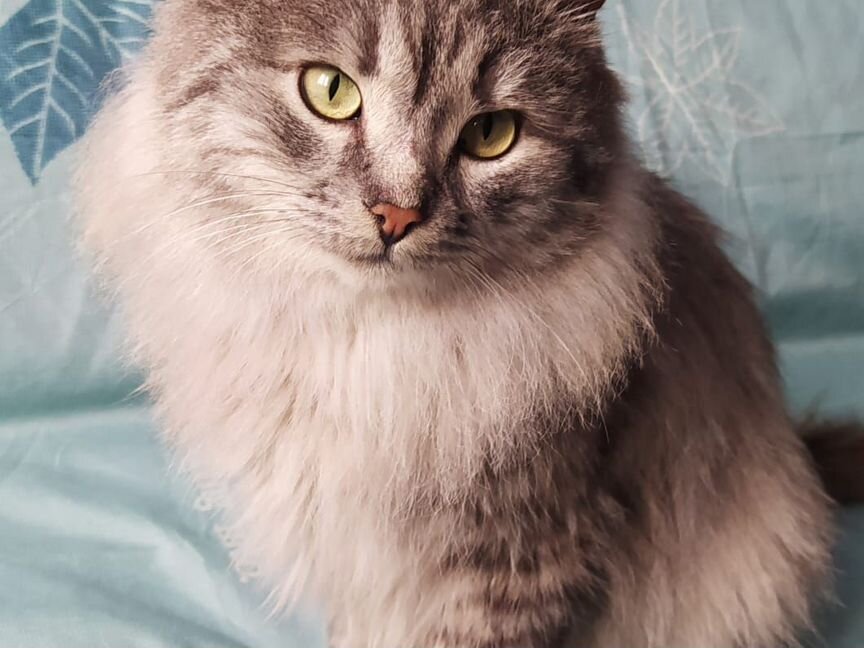 Кот