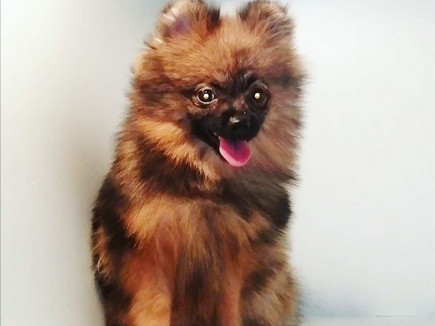 Шпиц померанский девочка 7мес