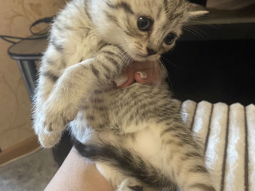 Шотландские котята