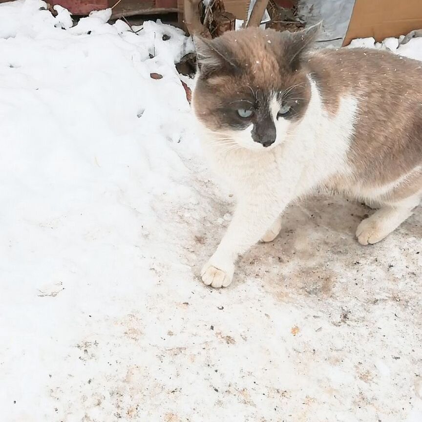Кот в добрые руки