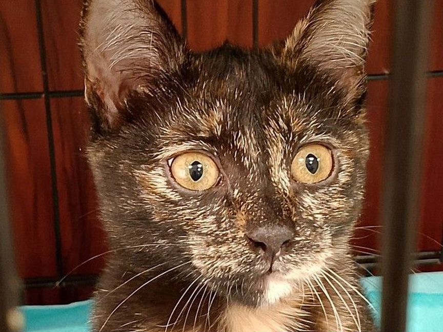 Заберите котёнка домой